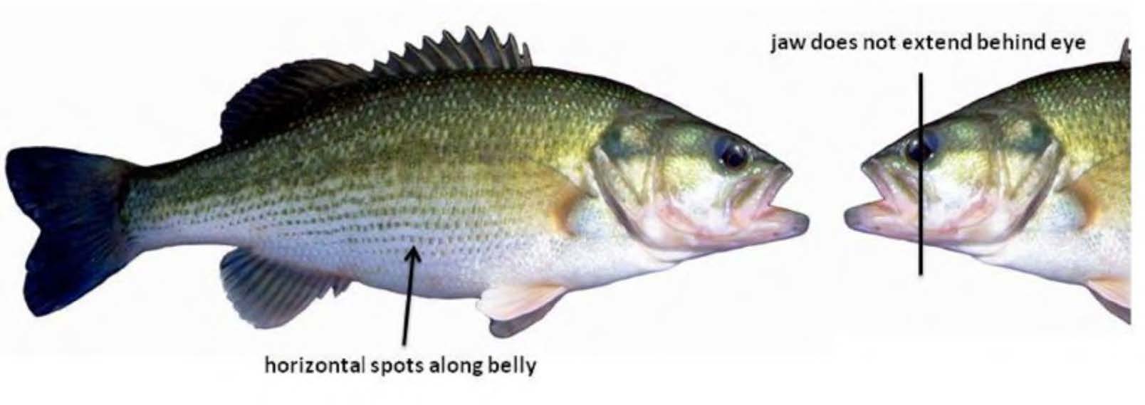 Spotted Bass | Mississippi Department of Wildlife, Fisheries, and Parks